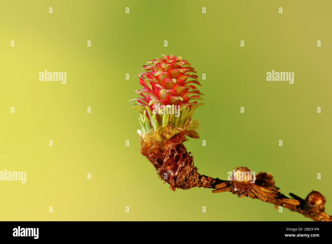 Larch (Larix decidua), female flower, North Rhine-Westphalia, Germany ...
