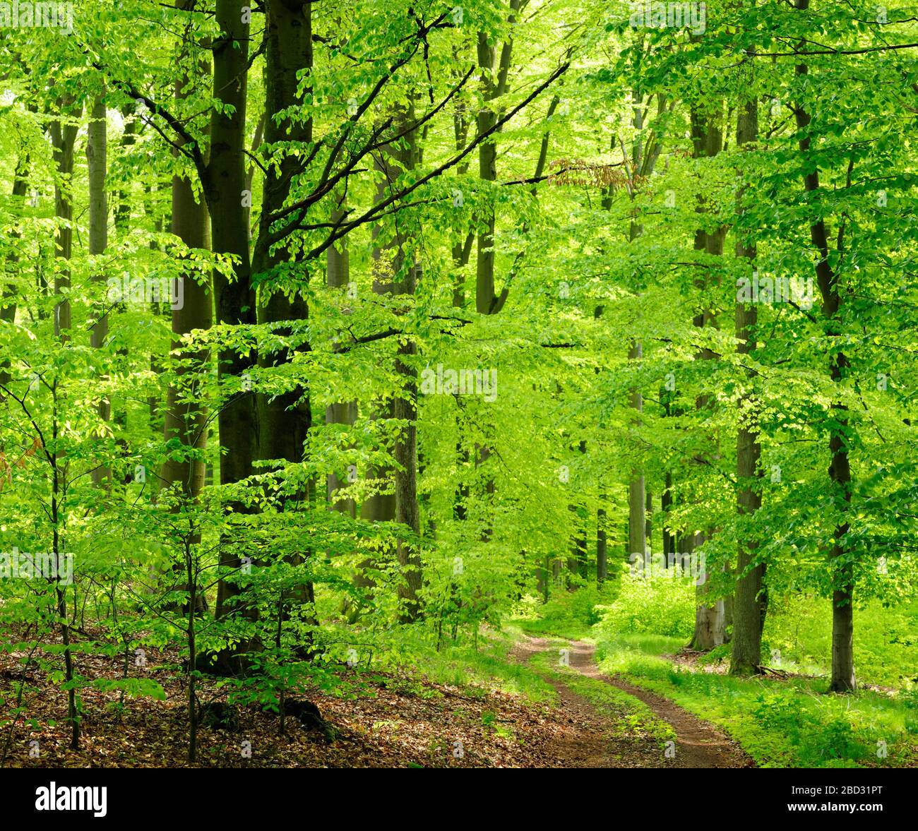 Big old beeches hi-res stock photography and images - Alamy