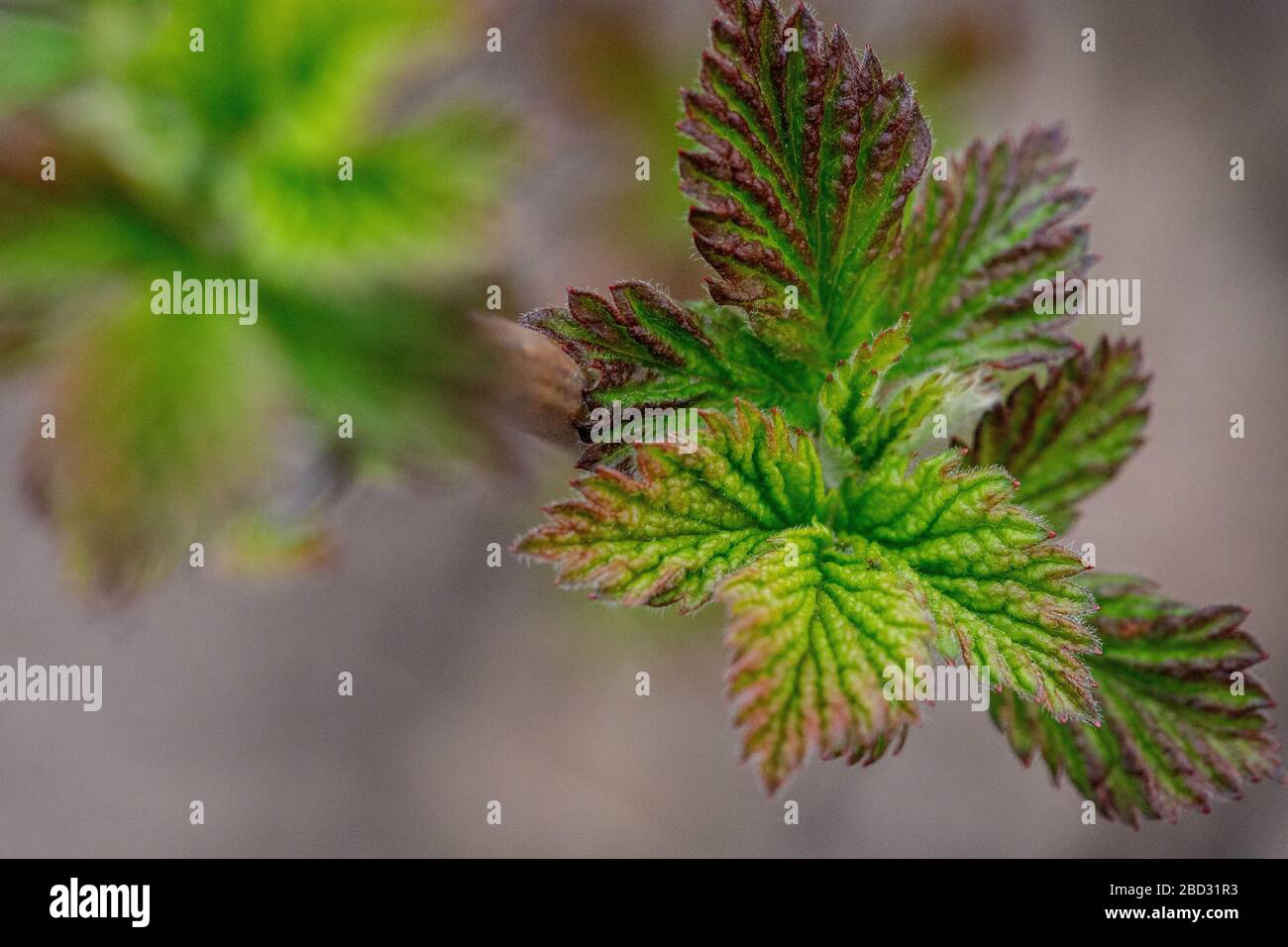 Green raspberry sprout small leaves hi-res stock photography and images ...