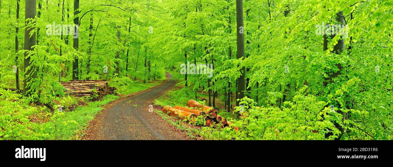 Forest path with beech trees hi-res stock photography and images - Alamy
