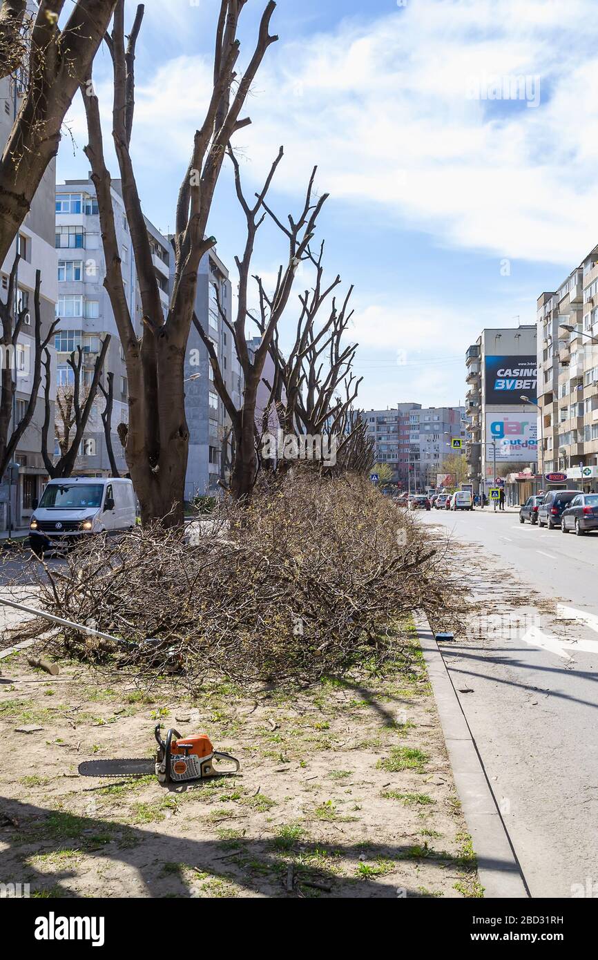 Varna, Bulgaria, April 06, 2020. Springtime pruning of bare trees on ...