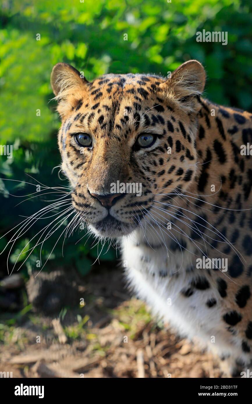 Amur leopard (Panthera pardus orientalis), adult, portrait, alert ...