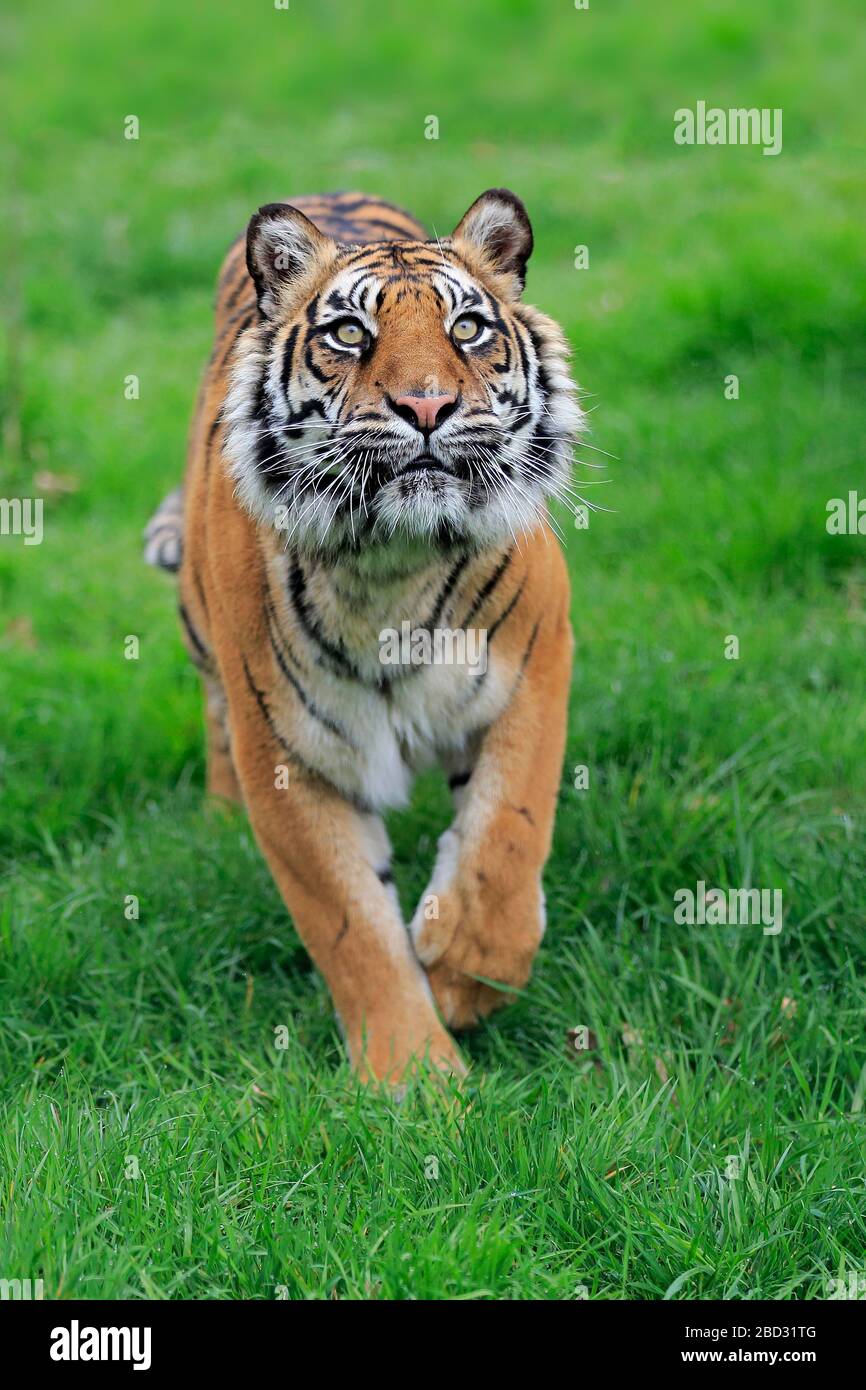 Sumatran people hi-res stock photography and images - Alamy