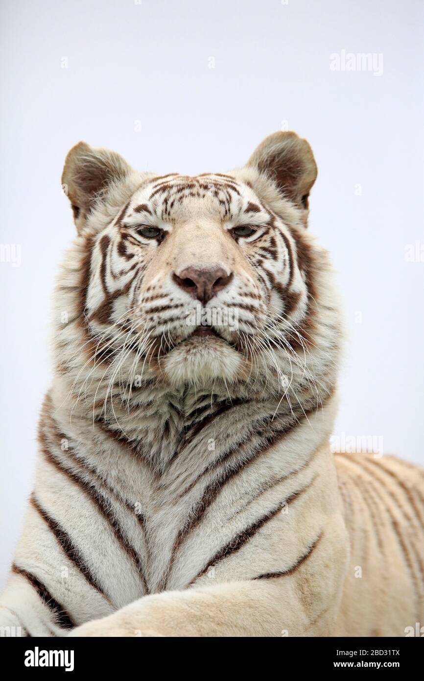 White Bengal tiger (Panthera tigris tigris), light variant, adult ...