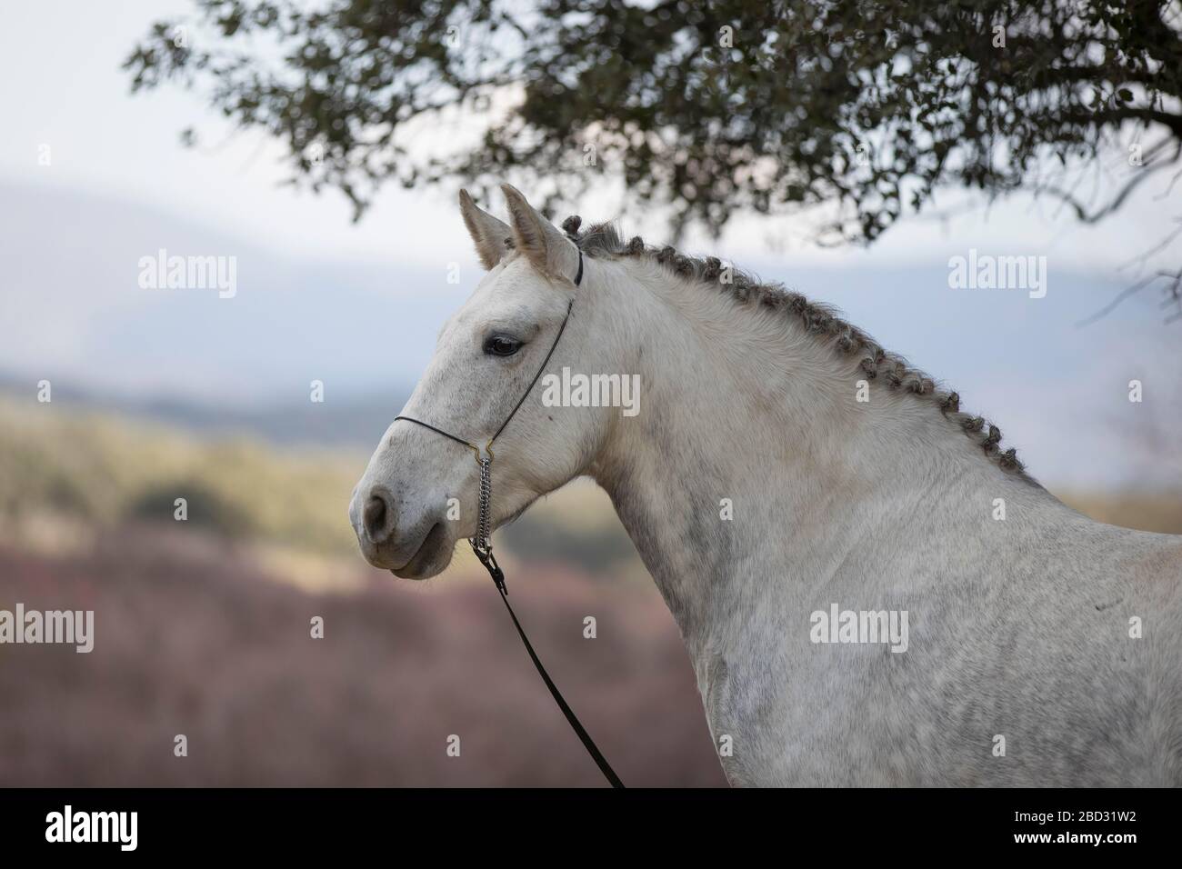 Andalusian horse, grey horse, gelding, animal portrait side view ...