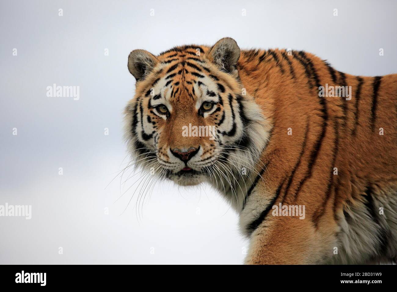Bengal tiger (Panthera tigris tigris), adult, looking out, animal ...