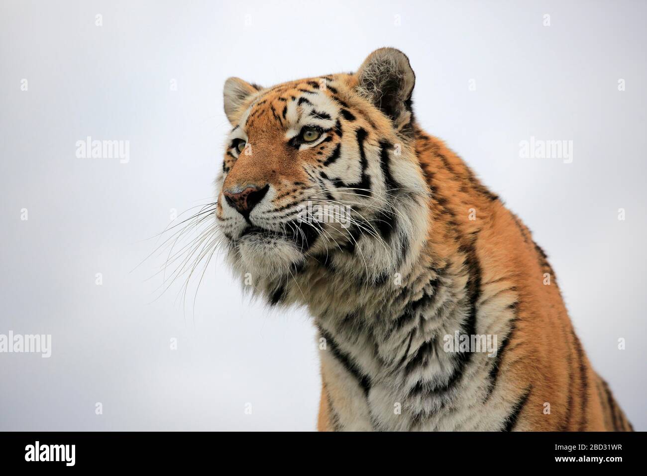 Bengal tiger (Panthera tigris tigris), adult, looking out, animal ...