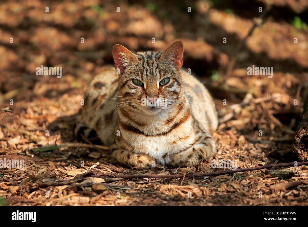 Wildcat (Felis silvestris), crossbreed with domestic cat, adult, lying ...