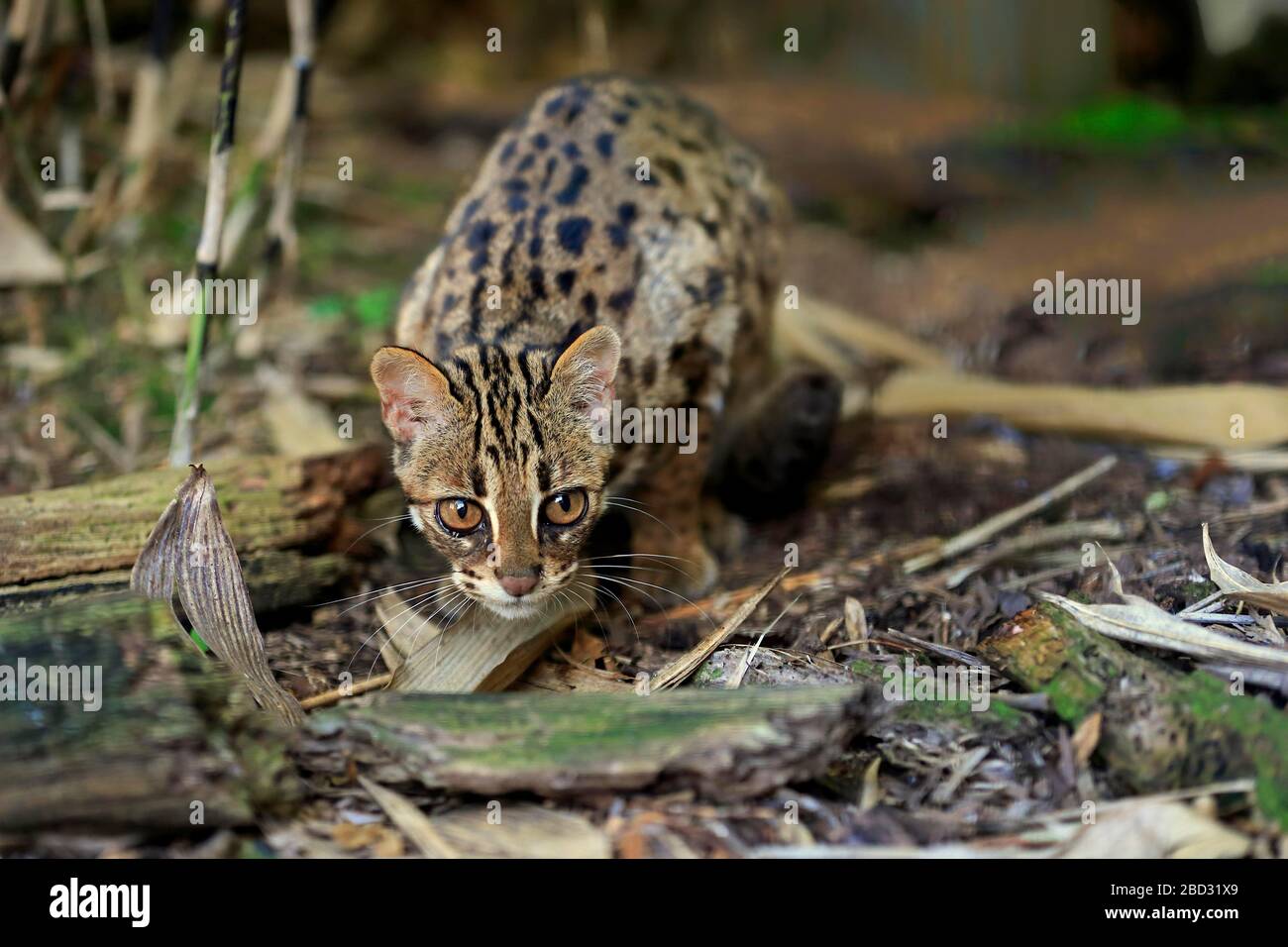 Prionailurus bengalensis bengalensis hi-res stock photography and ...