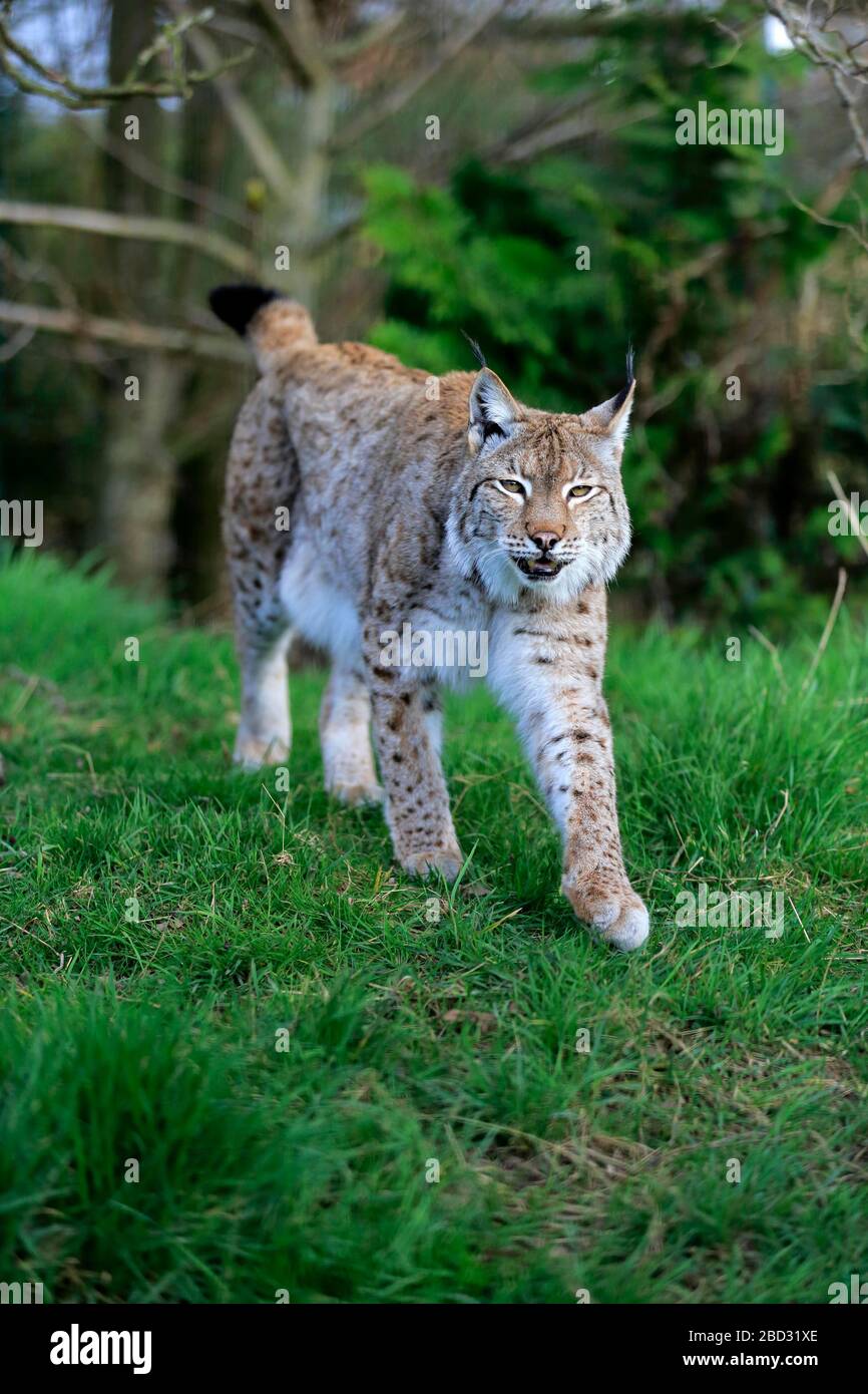 Lynx (Lynx lynx), adult, running, captive, England, United Kingdom ...