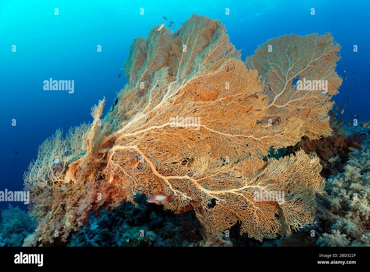 Gorgonian fans (Annella mollis) on coral reef wall, Sinai Peninsula ...