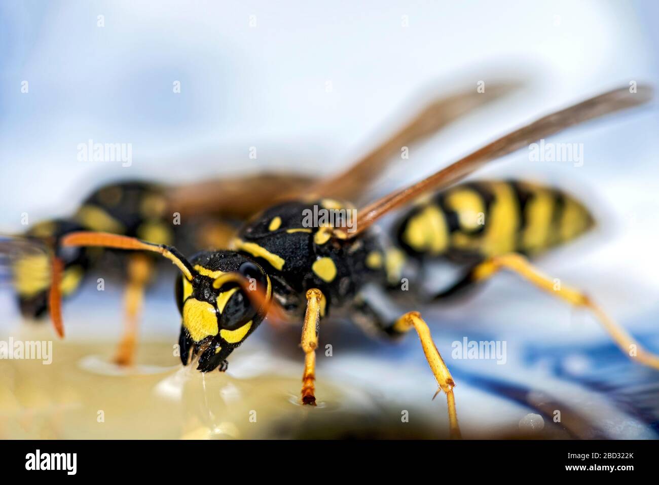 German wasps (Vespula germanica) eating honey on a plate, Hesse ...