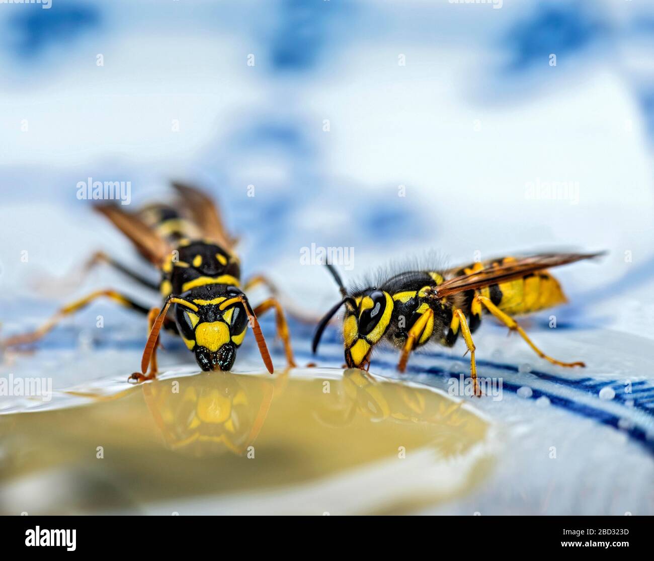German wasps (Vespula germanica) eating honey on a plate, Hesse Germany ...