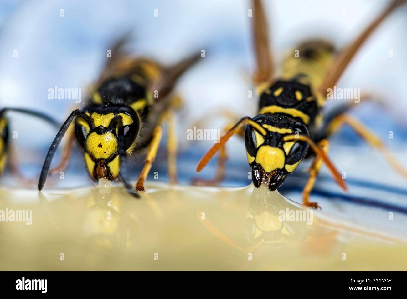 German wasps (Vespula germanica) eating honey on a plate, Hesse ...
