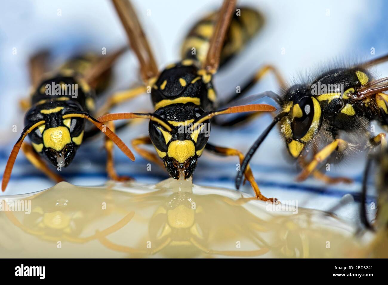 German wasps (Vespula germanica) eating honey on a plate, Hesse ...
