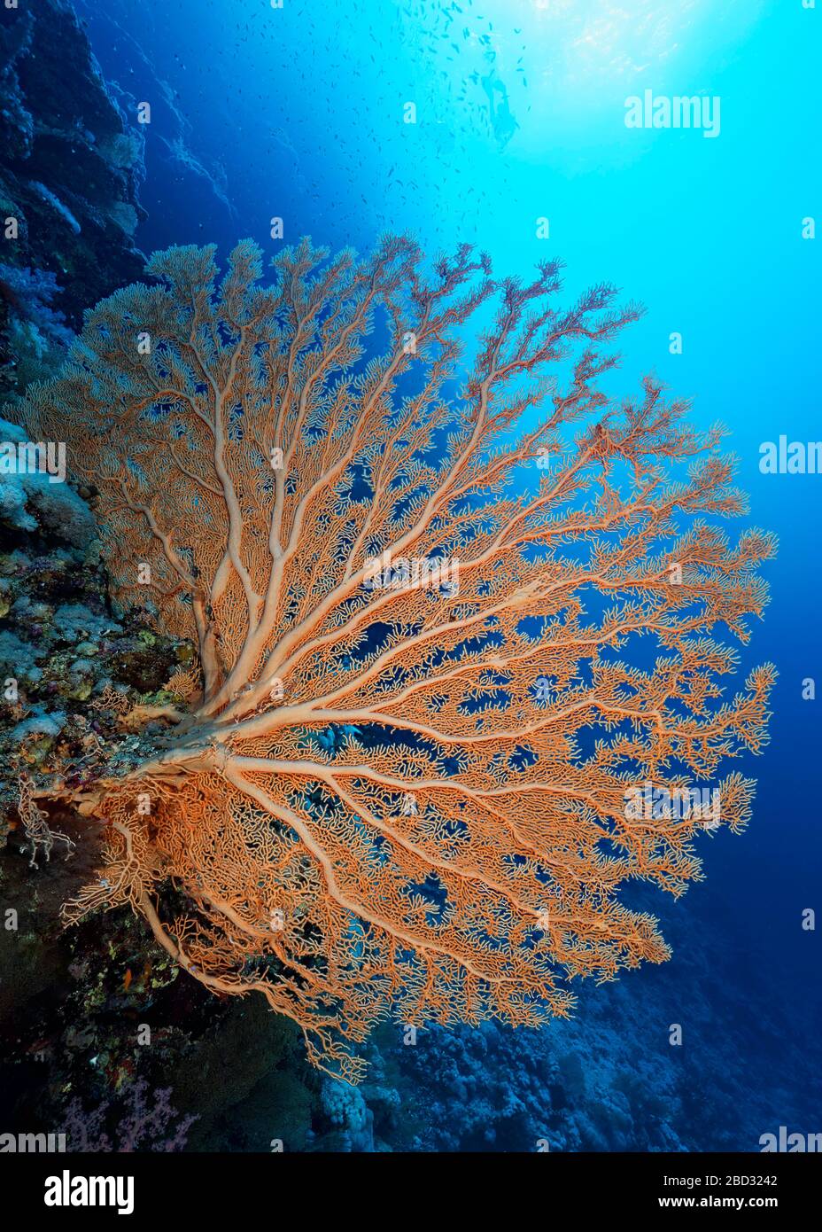 Gorgonian fans (Annella mollis) on coral reef wall, backlit, Sinai ...