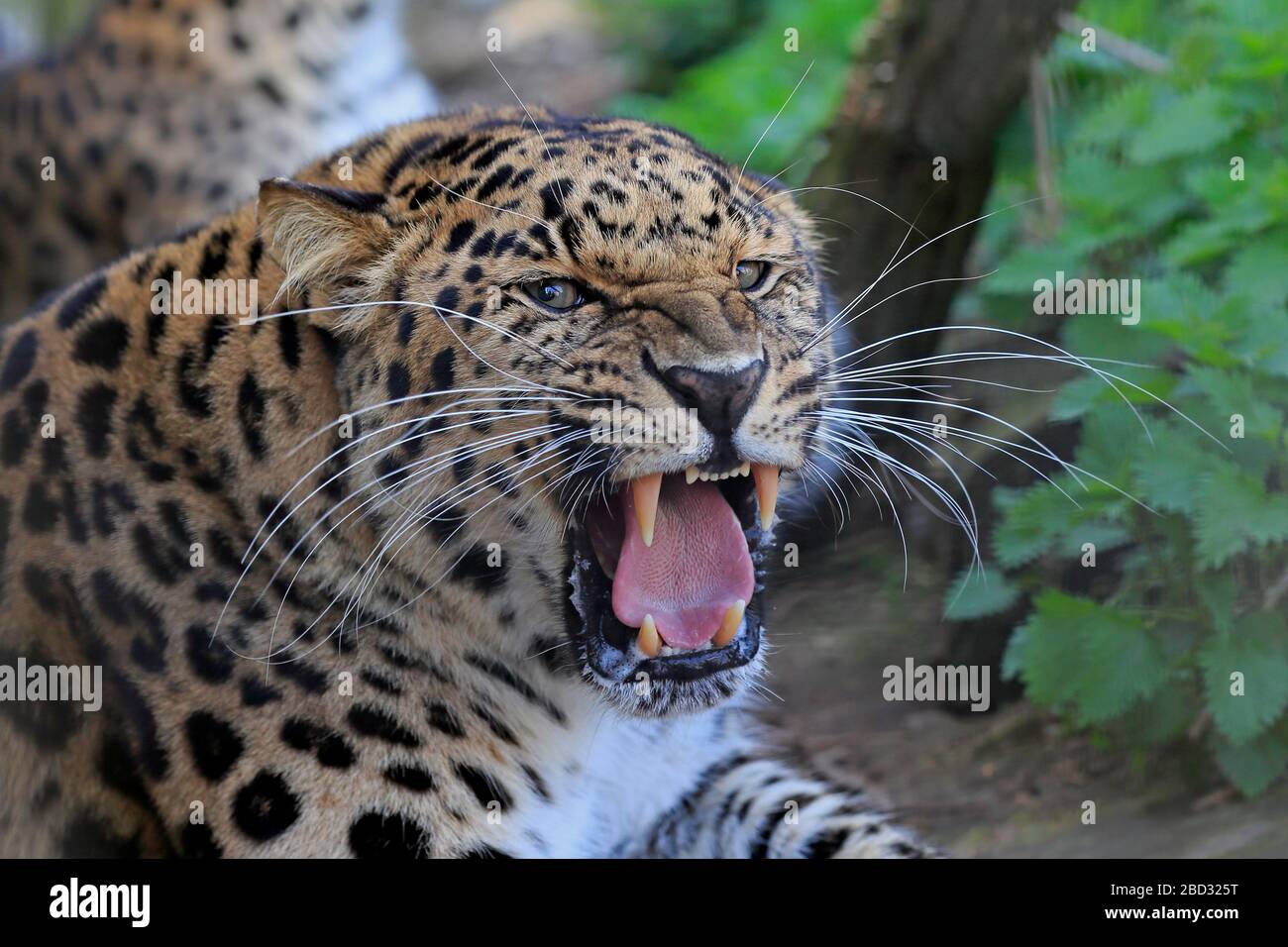 Hissing leopard adult animal hi-res stock photography and images - Alamy