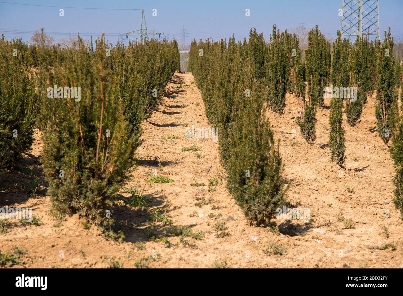 Box trees are planted in a field for sale Stock Photo - Alamy