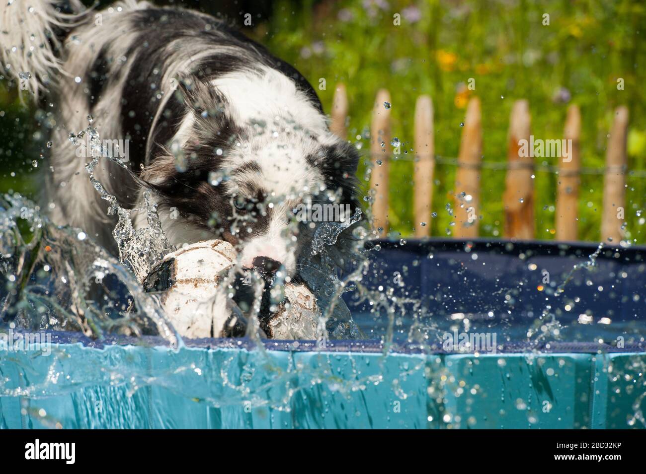 Dog paddling pool garden hi-res stock photography and images - Alamy