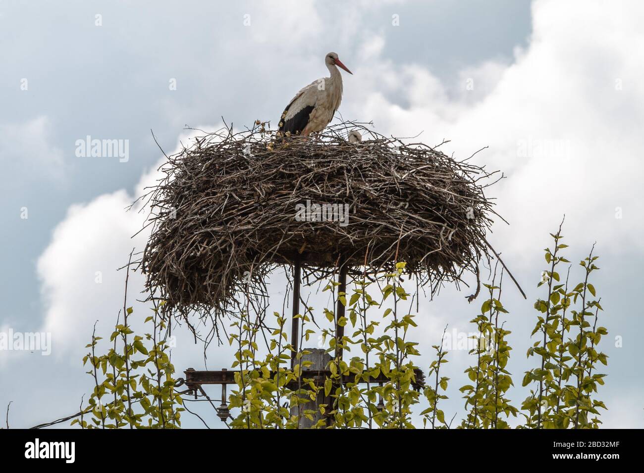 Two white storks in a nest atop a utility pole in Szarvas, Hungary ...
