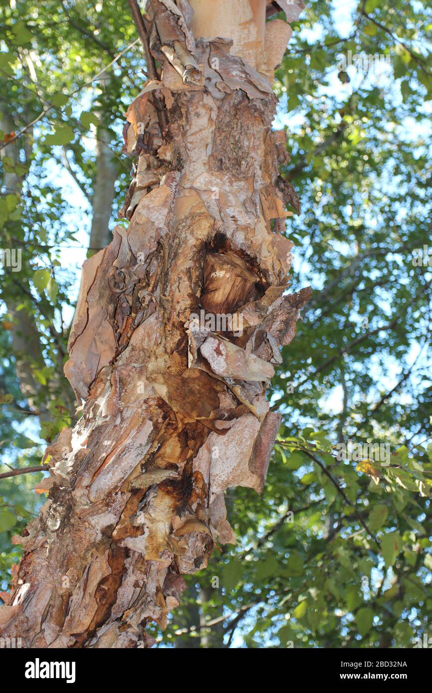 Heritage river birch hi-res stock photography and images - Alamy