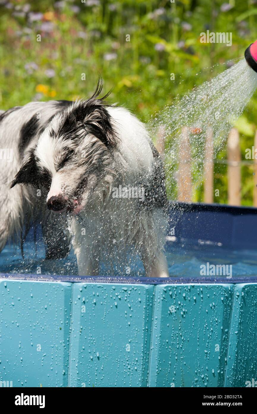 Border collie dog playing in a dog pool Stock Photo - Alamy