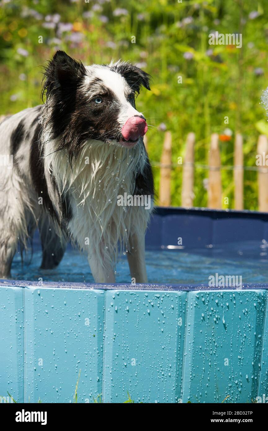 Border collie dog playing in a dog pool Stock Photo - Alamy