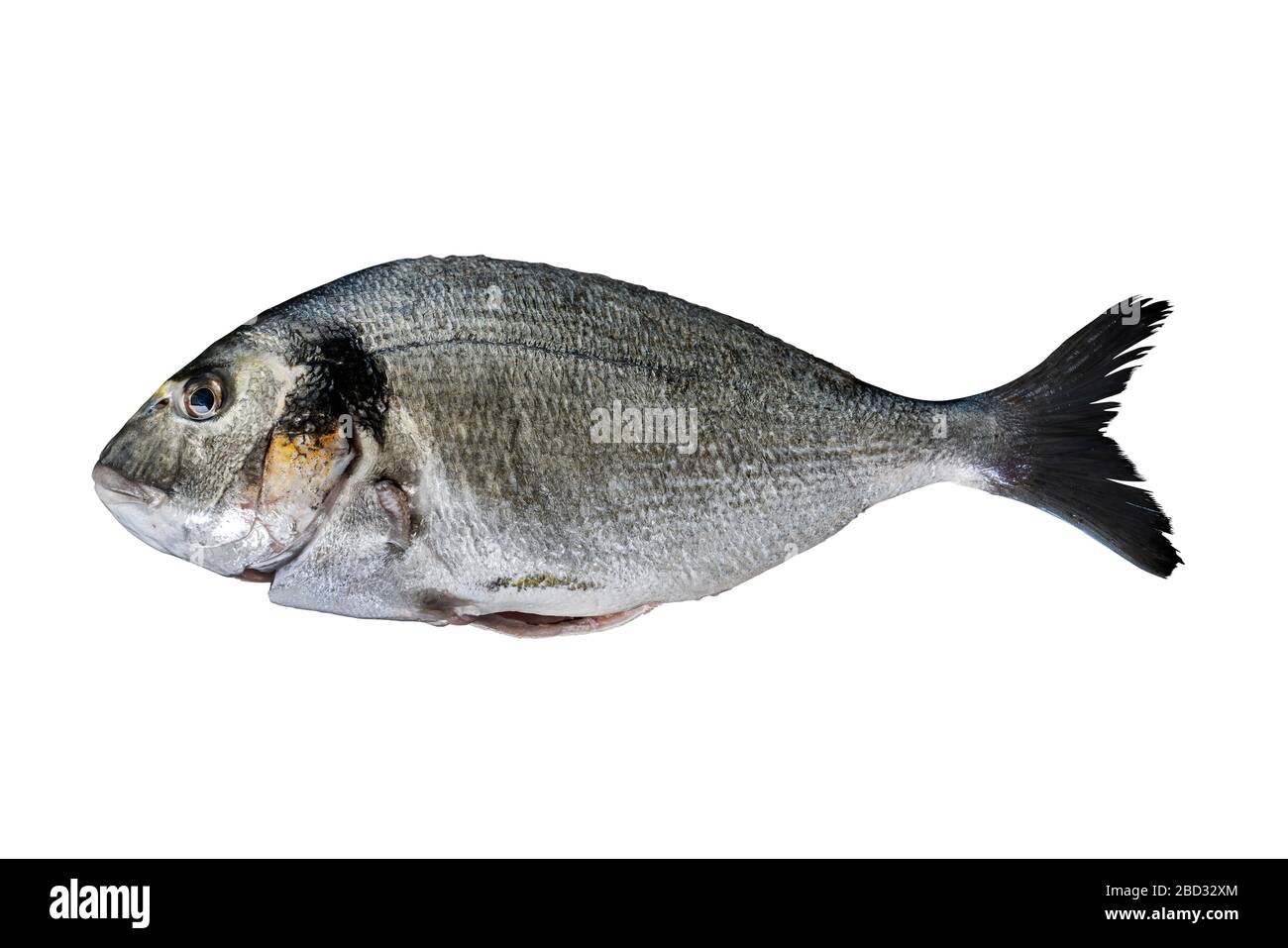 Golden sea bream hi-res stock photography and images - Alamy