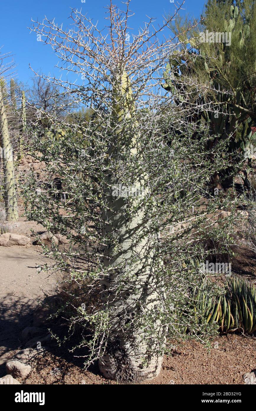 A Boojum tree in the Arizona desert, USA Stock Photo - Alamy