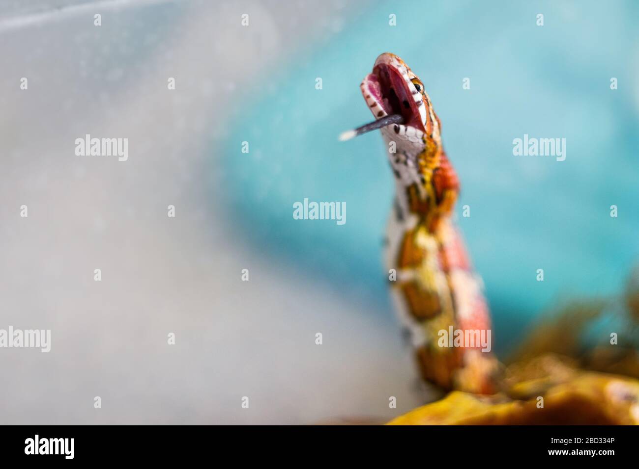 Baby rat snake hi-res stock photography and images - Alamy