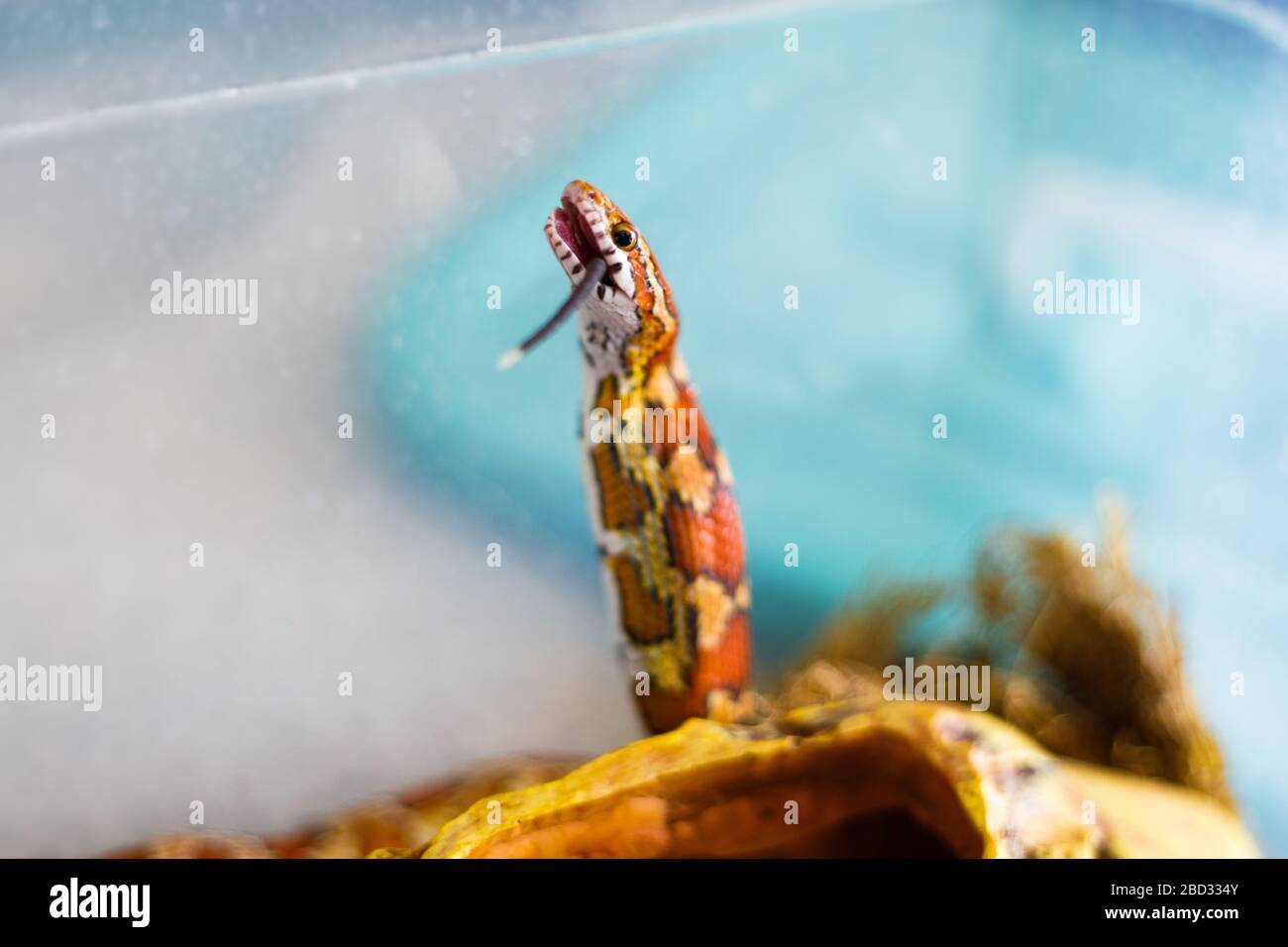 Burmese python eating hi-res stock photography and images - Alamy