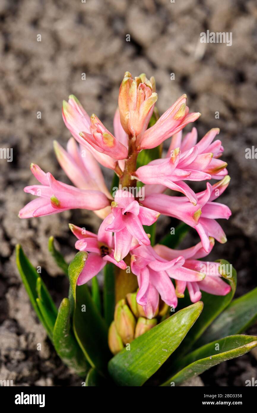 Wallpaper hyacinthflower hi-res stock photography and images - Alamy