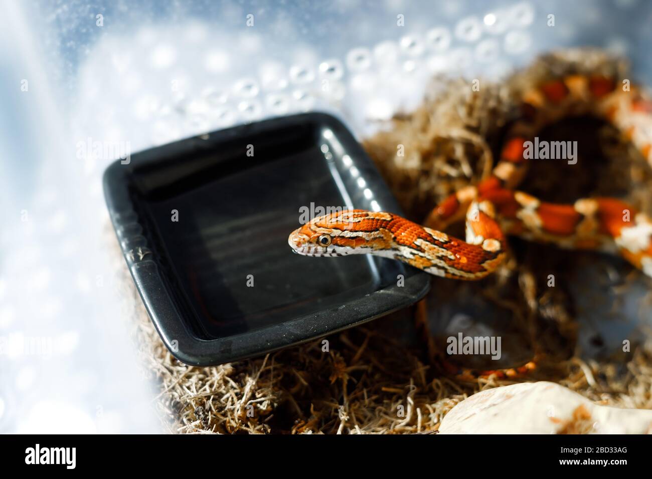 Young corn snake pantherophis guttatus hi-res stock photography and ...