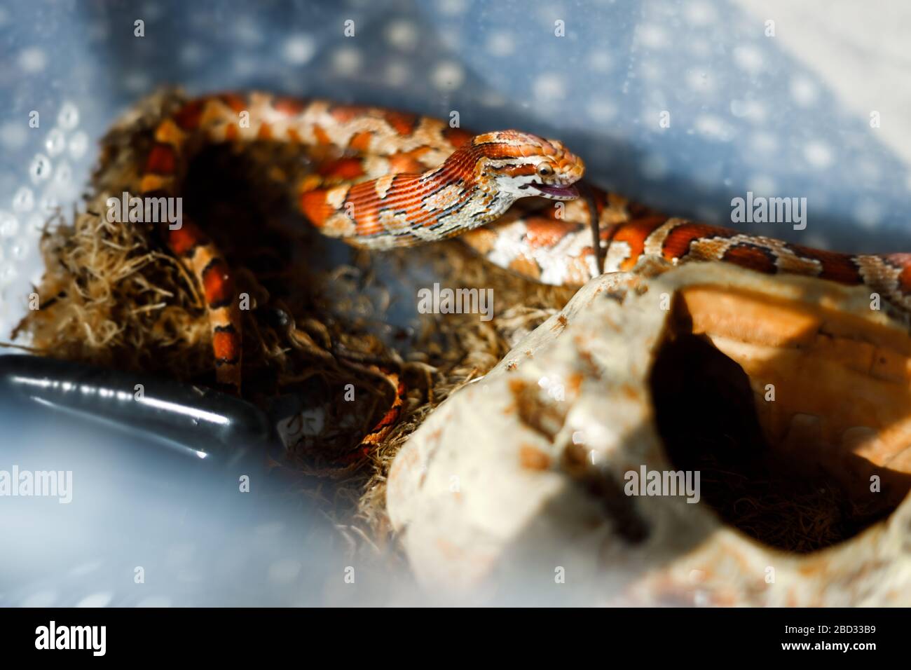 Baby rat snake hi-res stock photography and images - Alamy