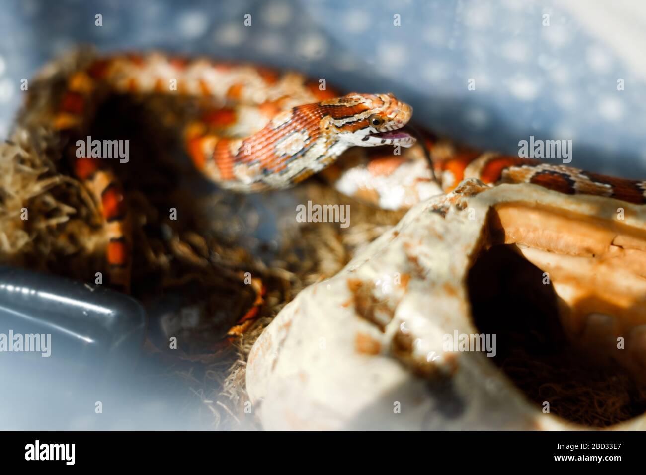 Baby mouse hi-res stock photography and images - Alamy