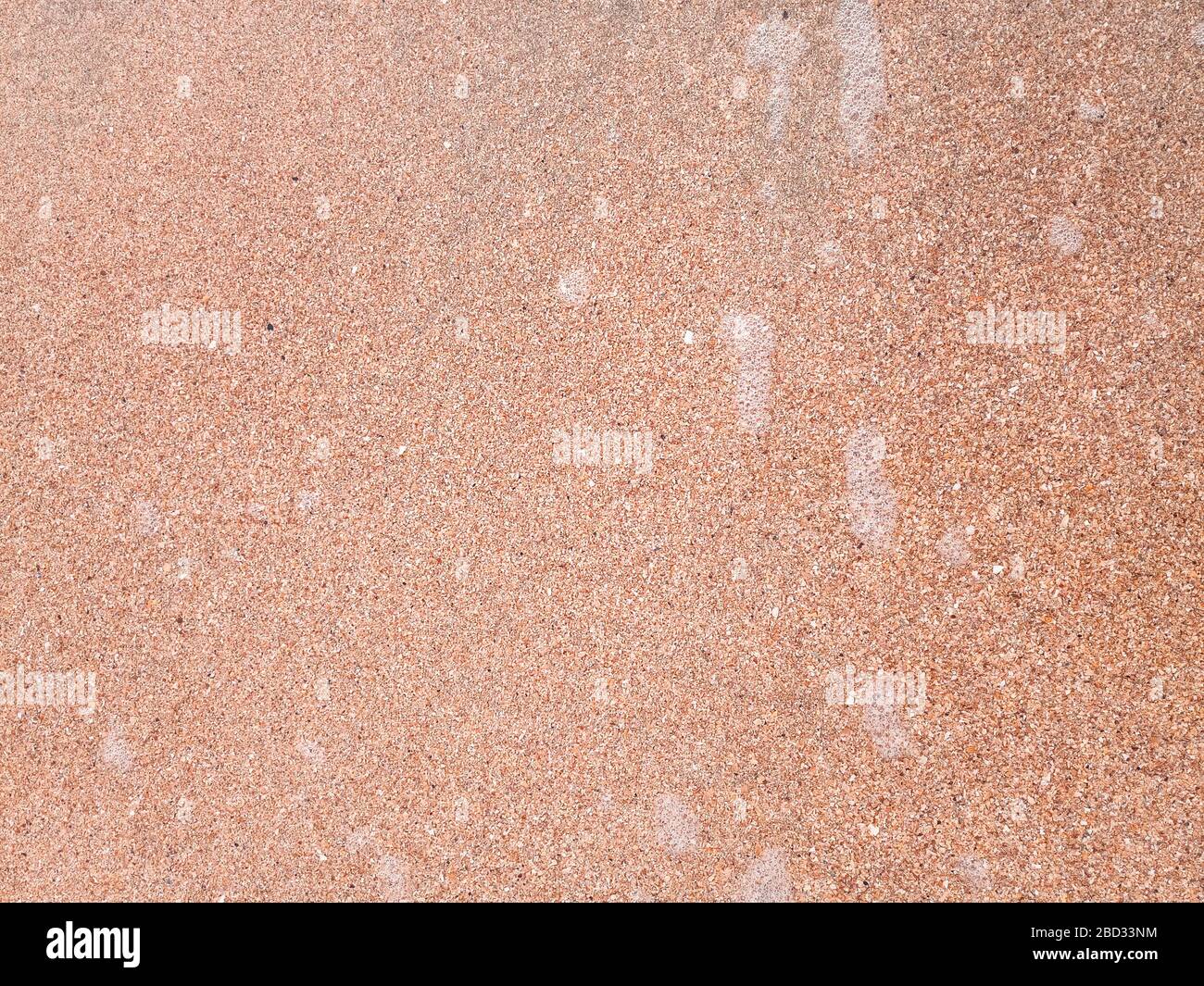 The background is the texture of the sea sand on the beach. Sand shell ...