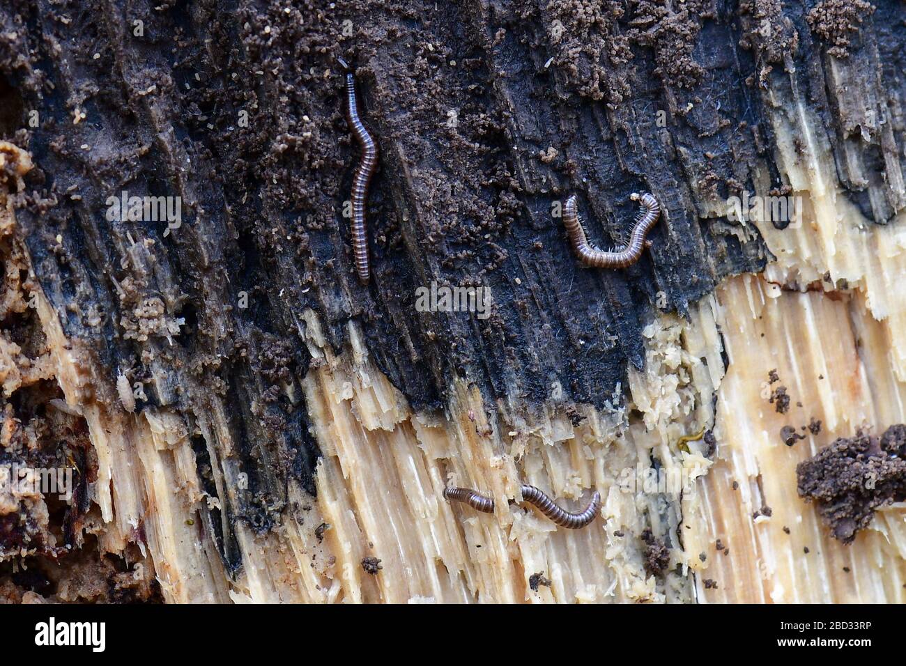 Millipedes uk hi-res stock photography and images - Alamy