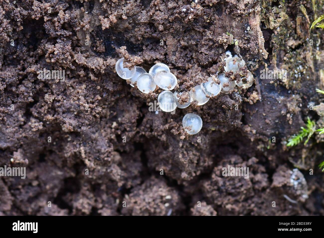 Slug eggs hi-res stock photography and images - Alamy