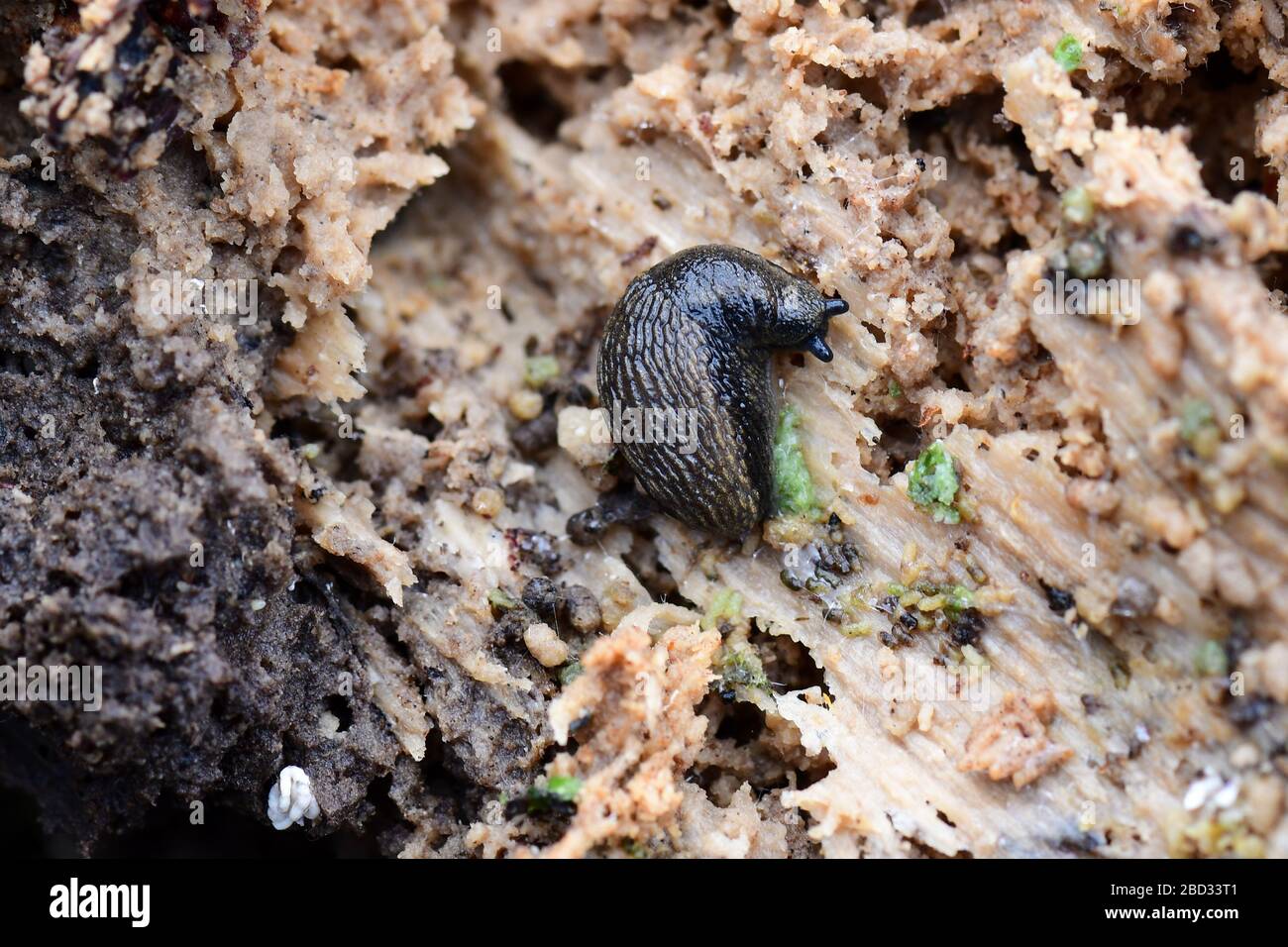 Slug green poo hi-res stock photography and images - Alamy