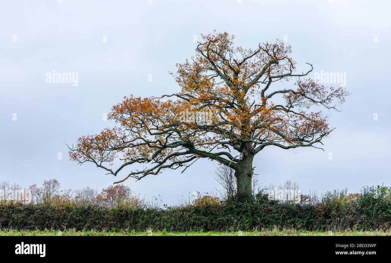 Bonsai beech tree hi-res stock photography and images - Alamy