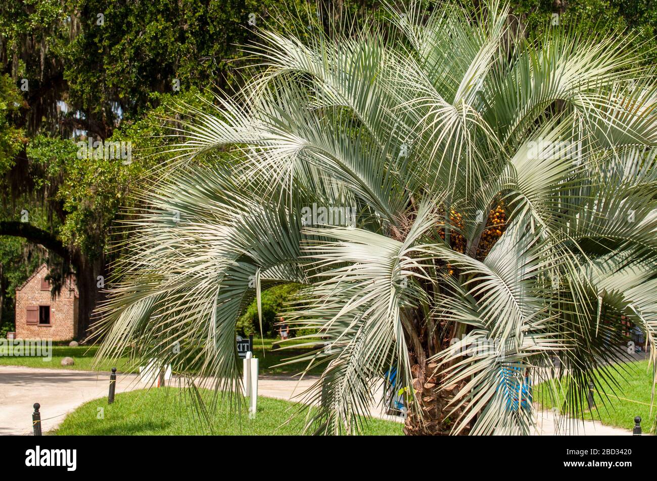 Full Bloom Palm Stock Photo - Alamy