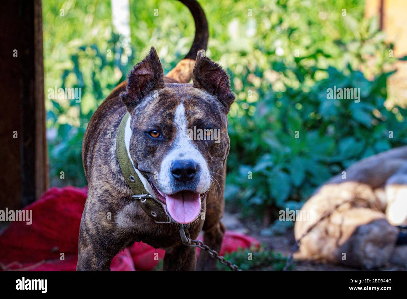 Muzzle of a large evil guard dog with large teeth close-up. The open ...