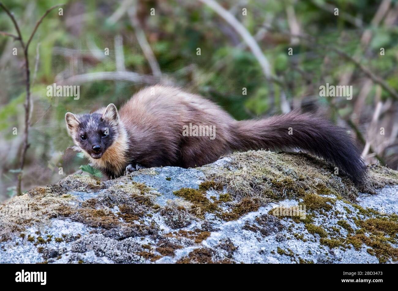 Baum marten hi-res stock photography and images - Alamy