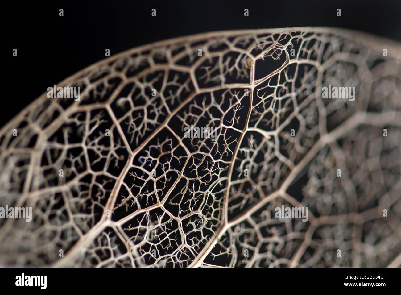 Skeleton frame hi-res stock photography and images - Alamy