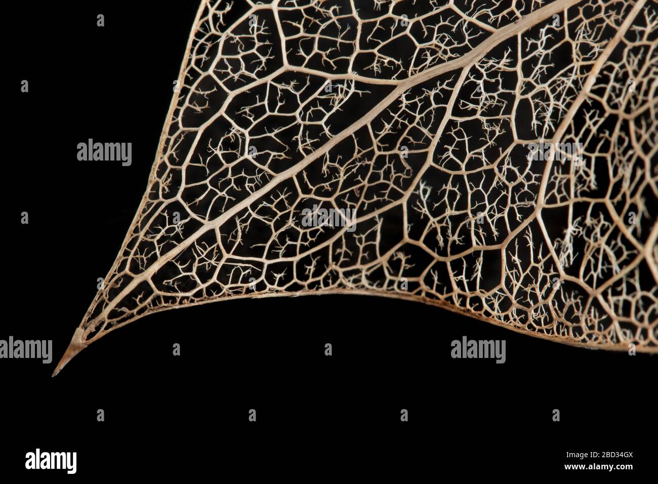 Delicate skeleton frame of a decomposed holly leaf showing skeletal ...