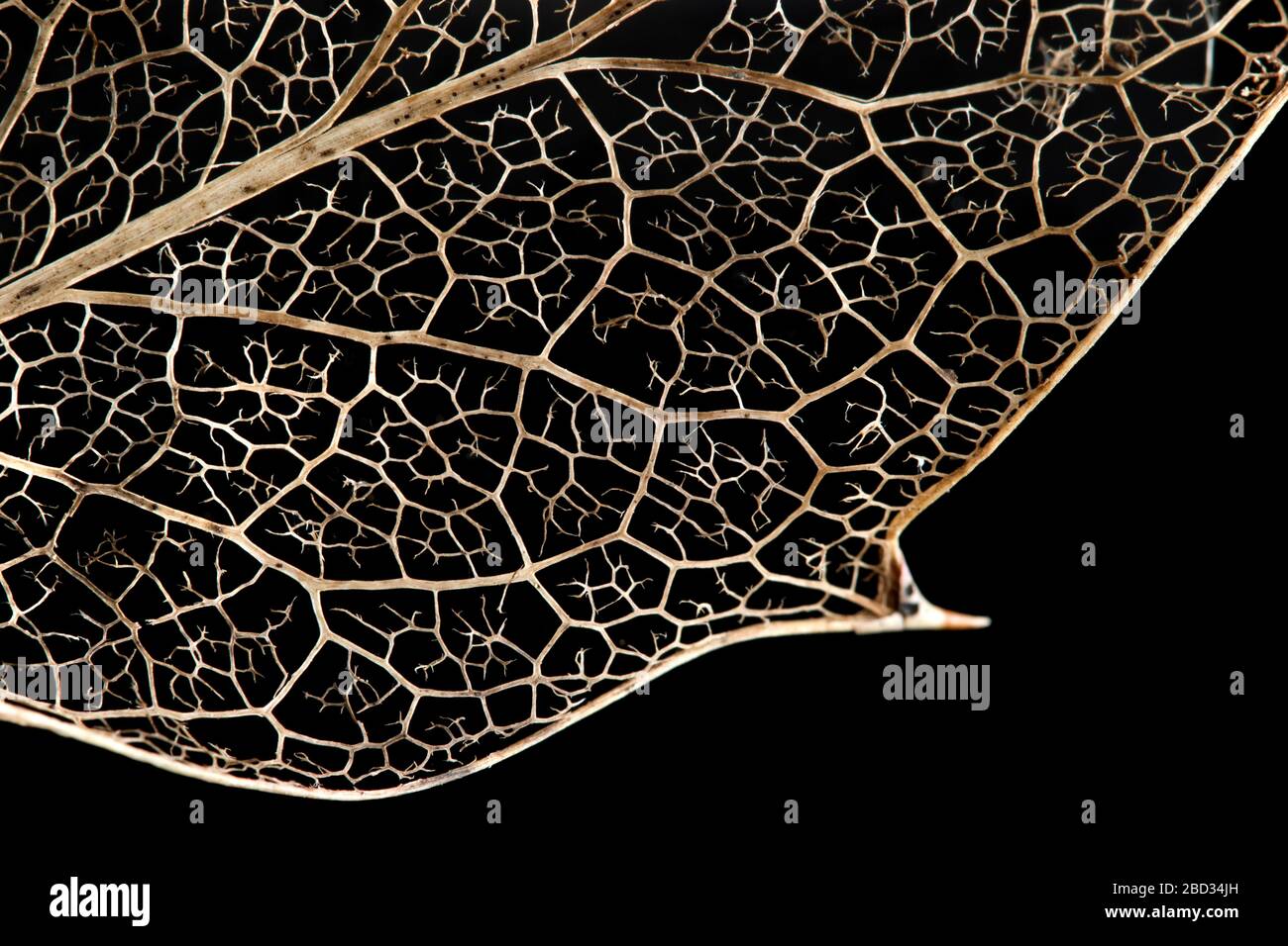 Delicate skeleton frame of a decomposed holly leaf showing skeletal ...