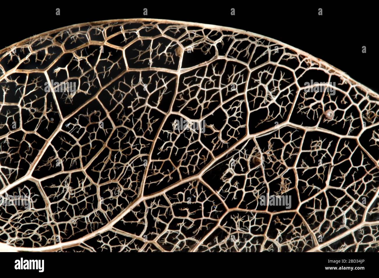 Skeletal framework hi-res stock photography and images - Alamy