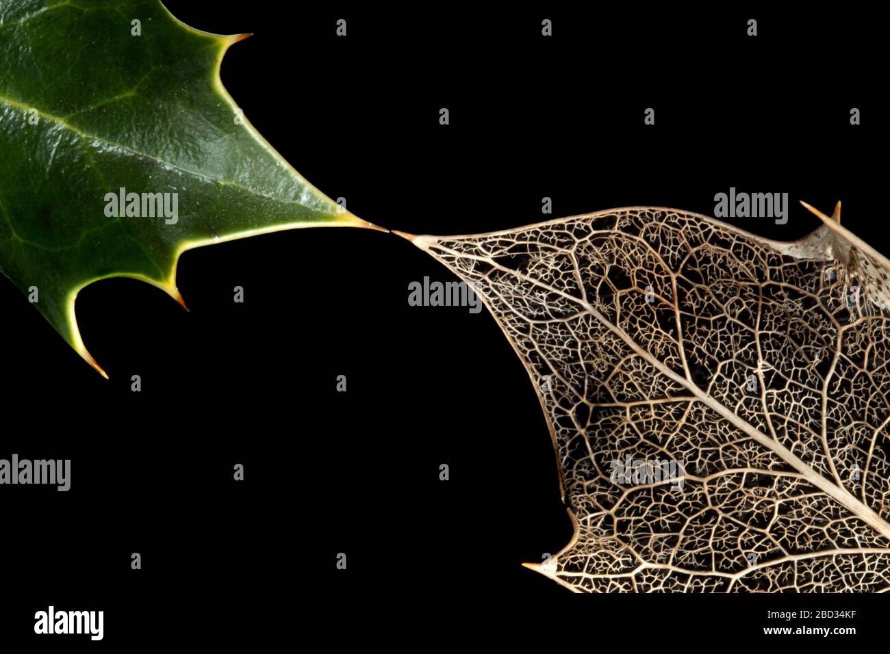 Green Holly leaf next to delicate skeleton frame of a decomposed holly ...