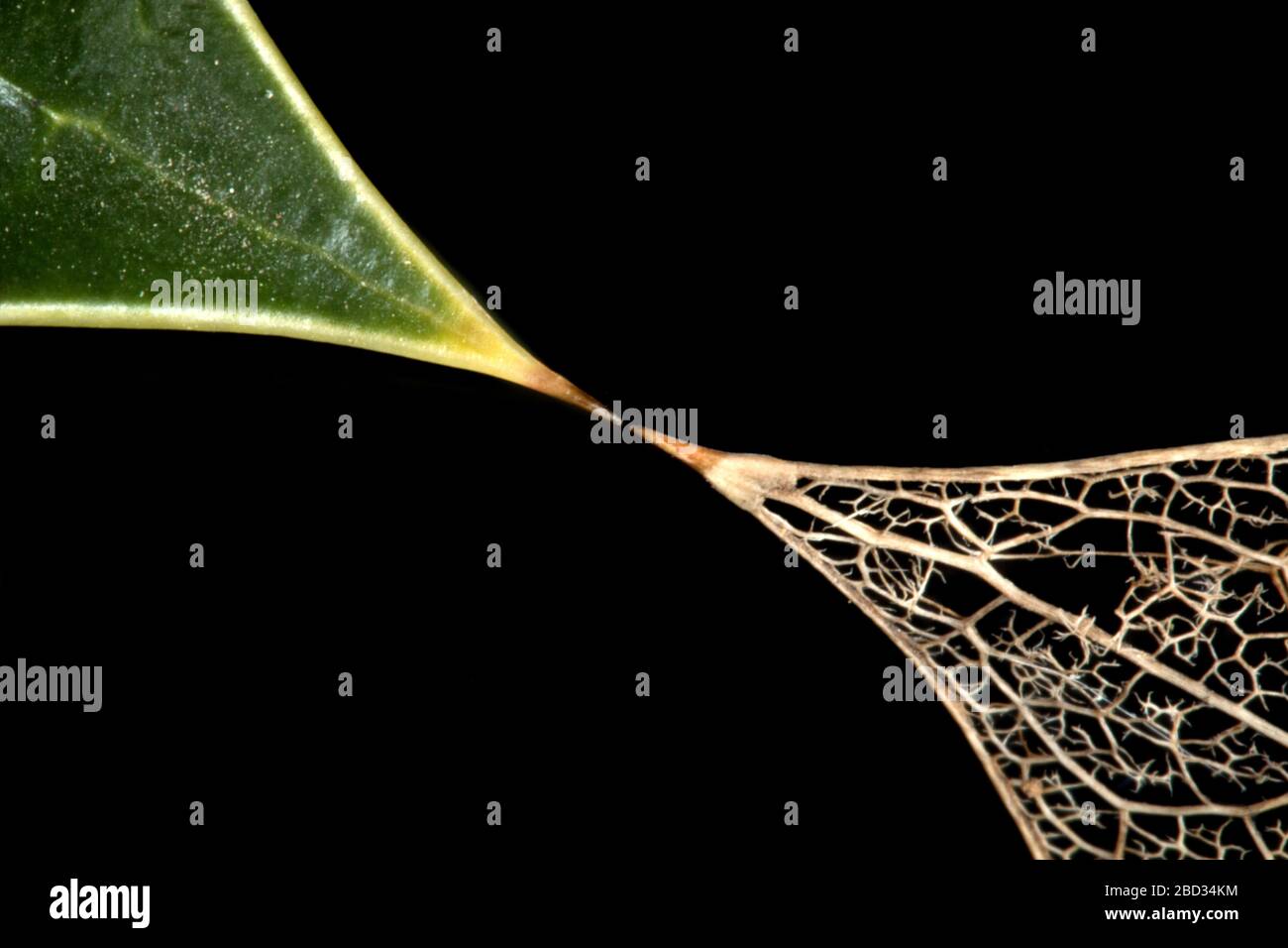 Green Holly leaf next to delicate skeleton frame of a decomposed holly ...