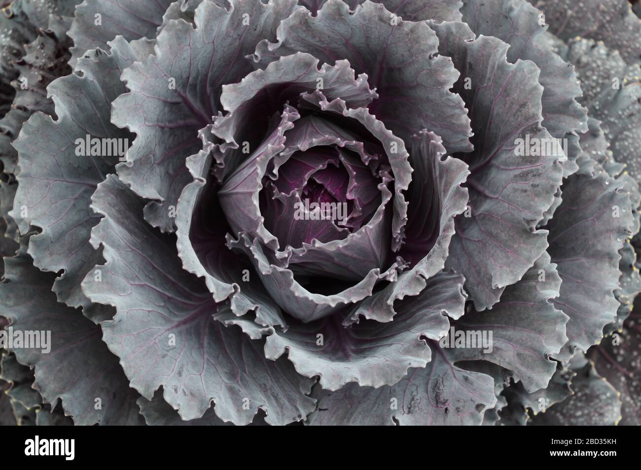 Cabbage decoration hi-res stock photography and images - Alamy